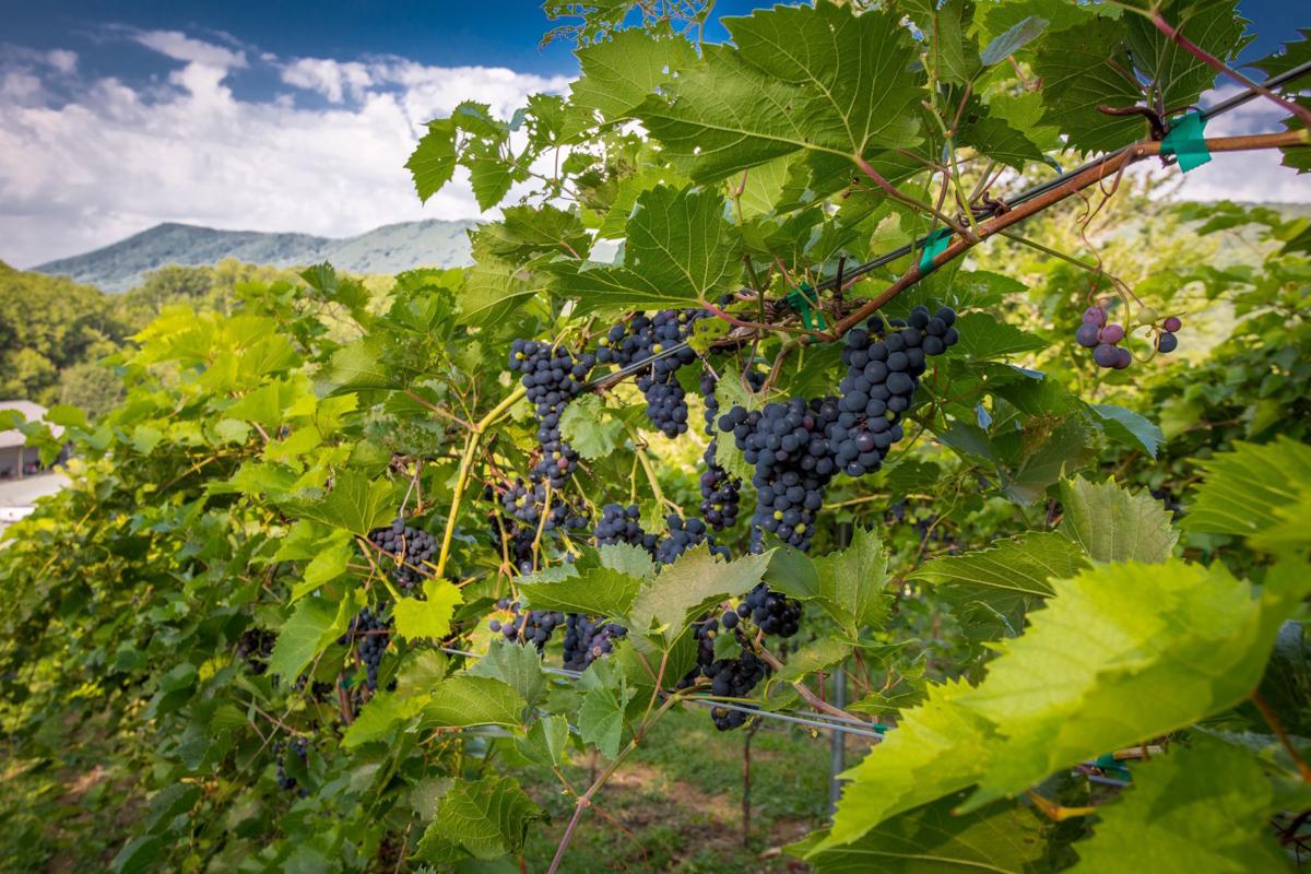 'Appalachian High Country' named an American Viticultural Area ...