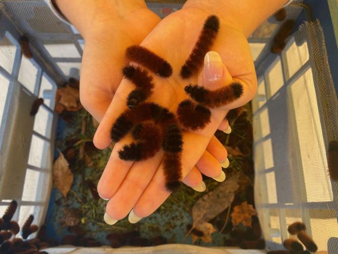 PHOTOS: Woolly Worm festival back in force | Local News ...