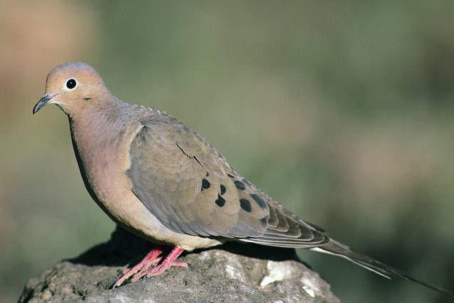 Dear Naturalist: What are doves doing in the driveway? | Mountain Times ...