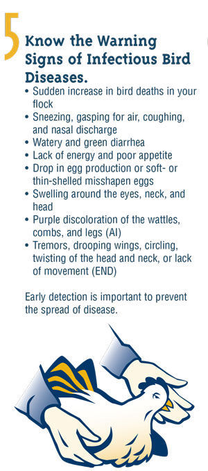 Avian flu expected to reach NC this fall | News | wataugademocrat.com