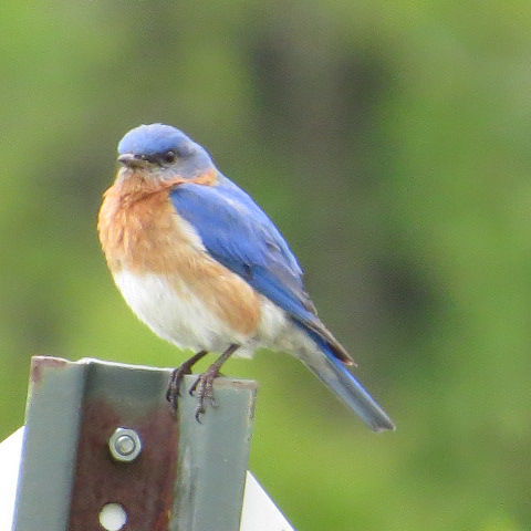 Bluebird trail to debut at Brookshire Park this spring | Mountain Times ...