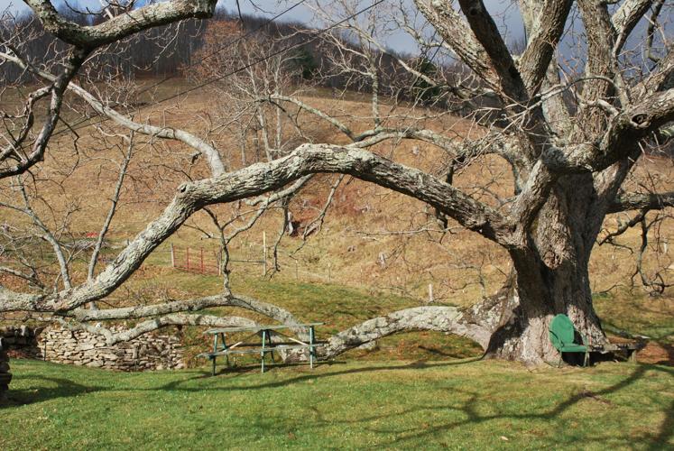 Century-old butternut tree claims national champion status in Watauga ...