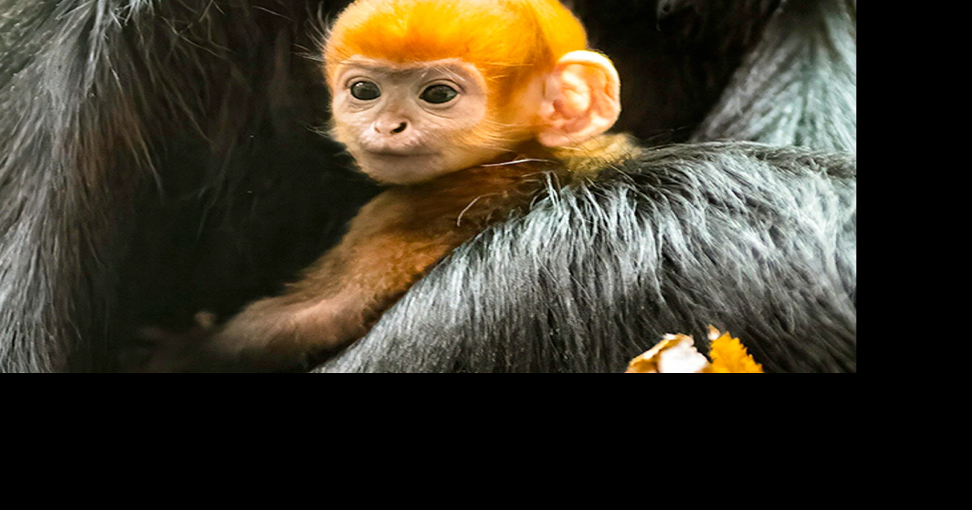 Newborn monkey stuns zoo staff with bright orange fur | National ...