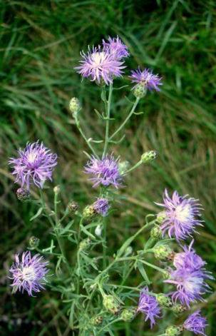 Dear Naturalist: The invasive spotted knapweed | Blowing Rocket ...