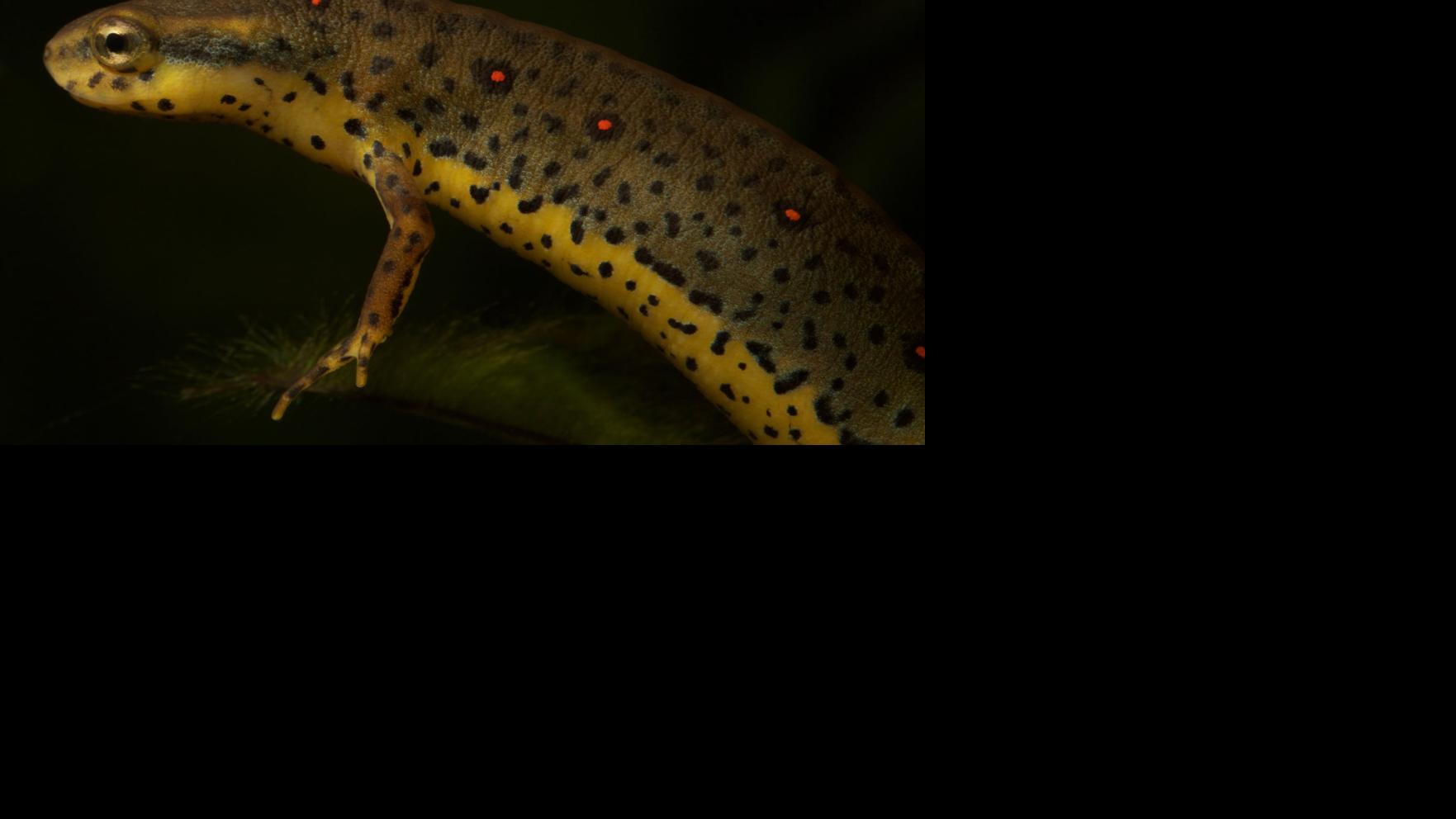 Dear Naturalist: What is this strange salamander? | Community ...