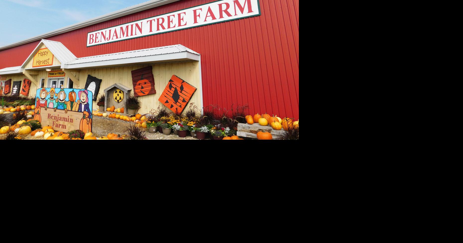 Pumpkins galore and so much more!: Happy harvest at Benjamin Tree Farm