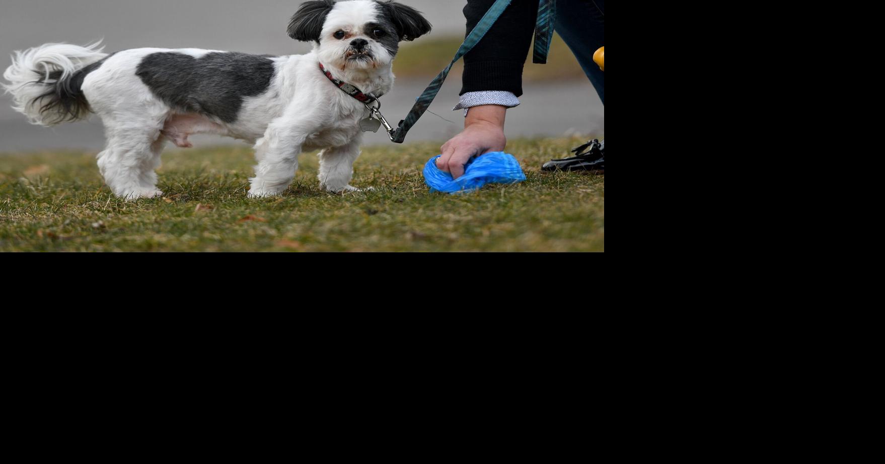 'Let's talk about Waterloo dog poop': City receives 800-plus surveys in ...