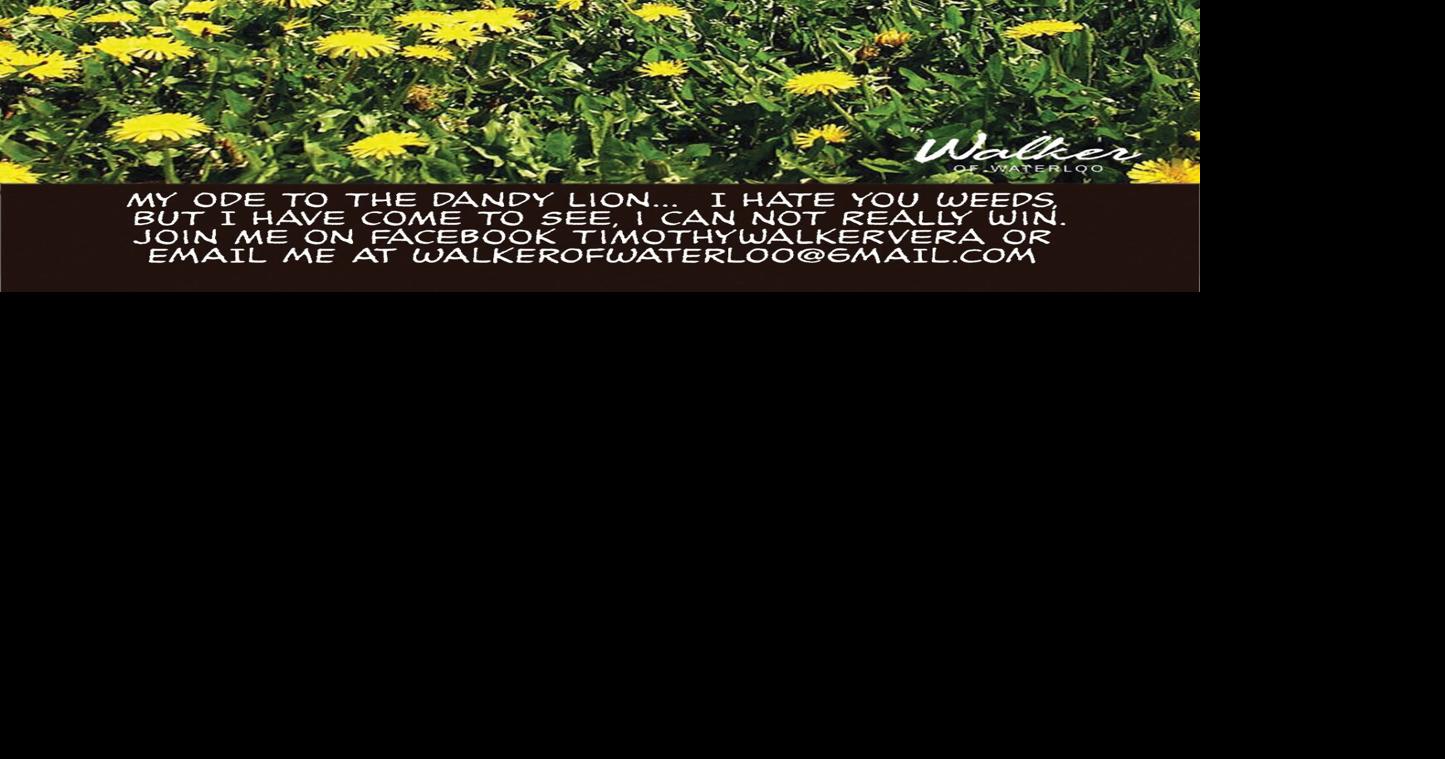 Dandelion festival celebrates a misunderstood plant