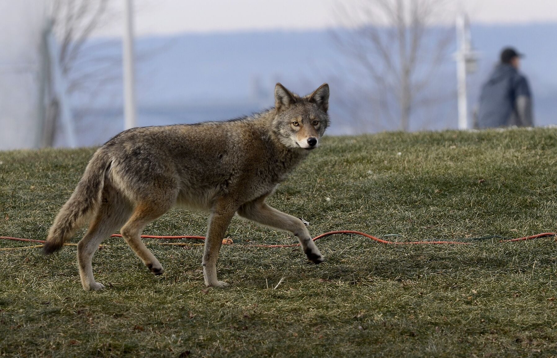 Letters to the editor: Keep control of coyote population
