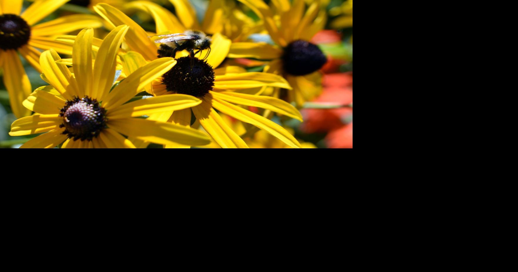 3 things to know about pollinators and attracting them