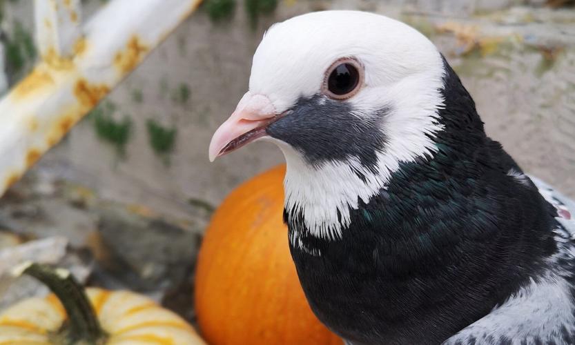 How this Waterloo region rescuer took homeless pigeons under her wing ...