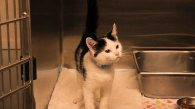 Pet Adoption Brings Happiness to a Home | Local News | wbkb11.com