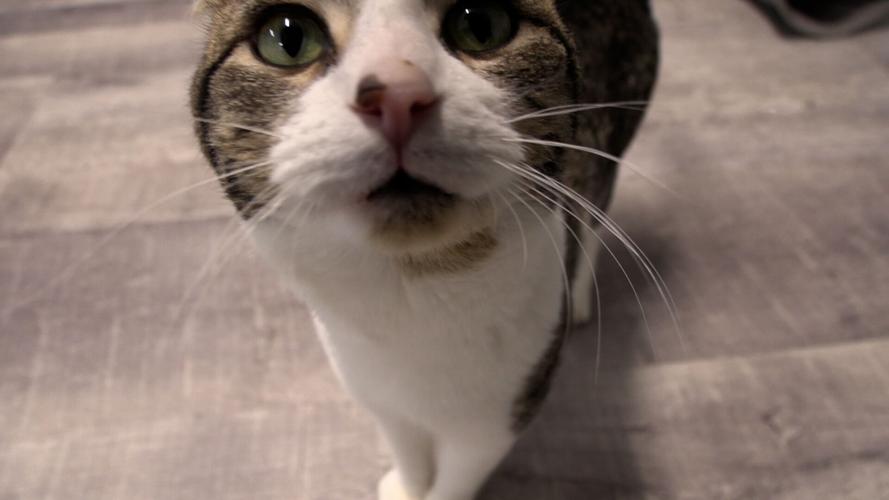 Pets Of The Week: Nala and Stitch | Local News | wbkb11.com