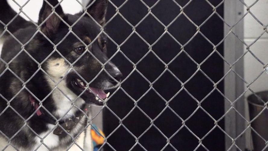 Precious Paws Resale Shop in Harrisville Marks Decade of Support for ...