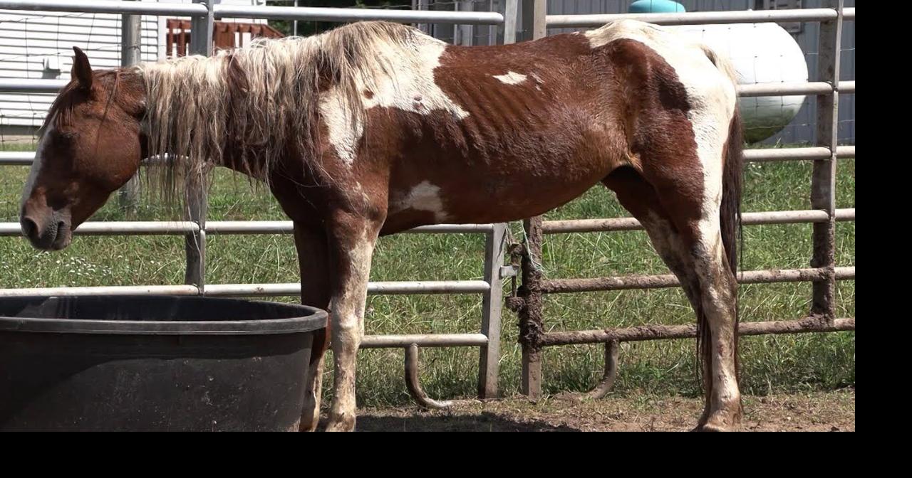 Over 160 Animals Seized in Animal Neglect Case at Property on Taylor ...