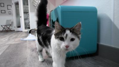 Pets Of The Week: Nala and Stitch | Local News | wbkb11.com