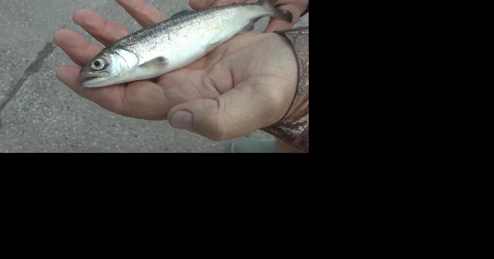 Michigan DNR releases Coho and Atlantic salmon into the Thunder Bay ...