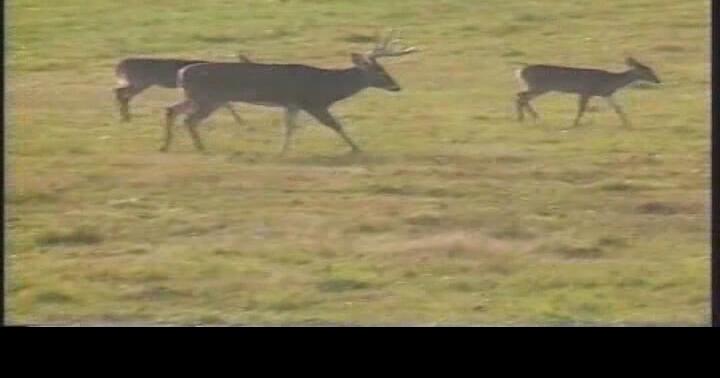 Final report detailing PFAS testing in deer now released | Community ...