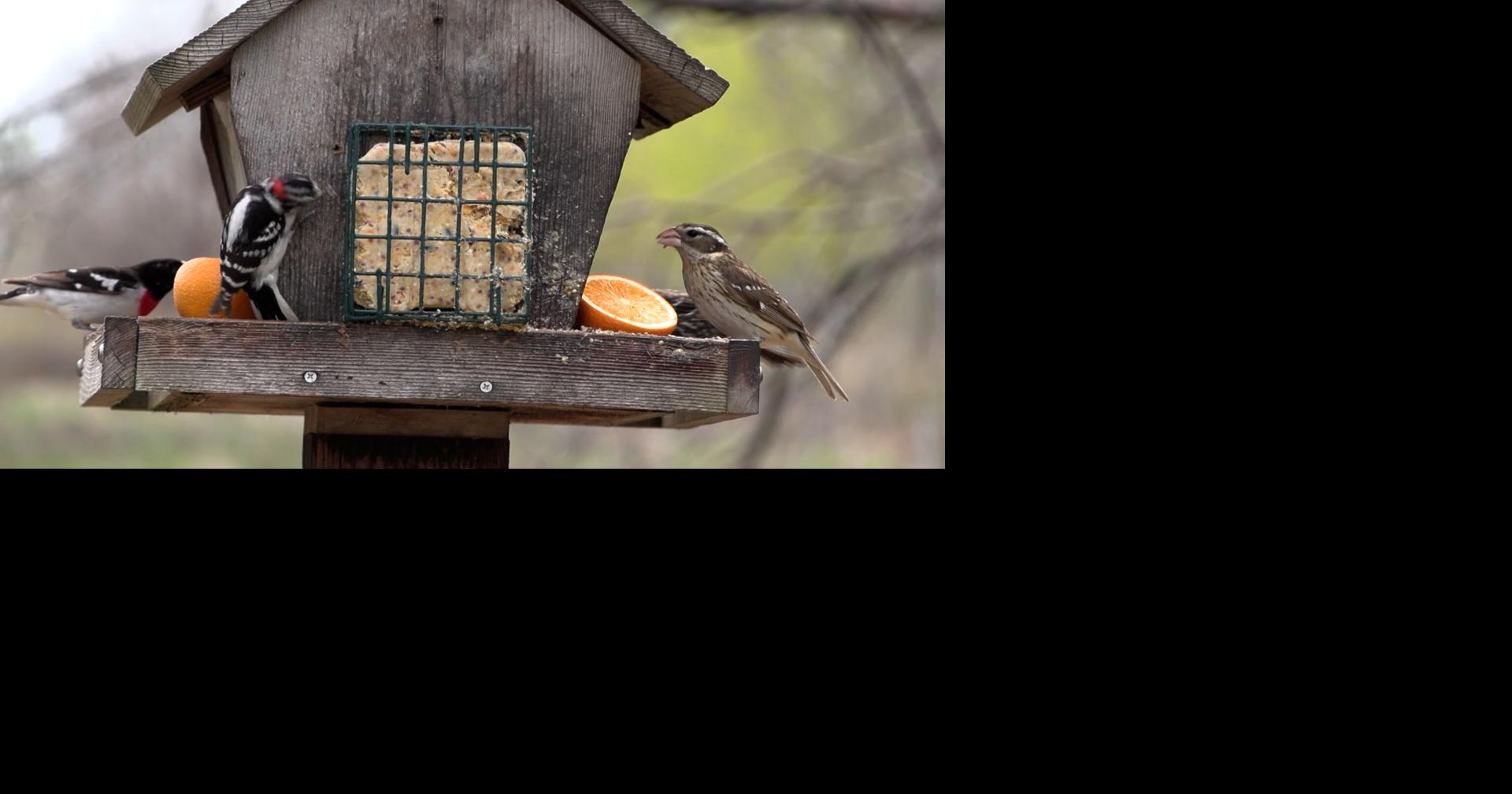 Bird Migration Days Begin at Tawas Point State Park | Local News ...