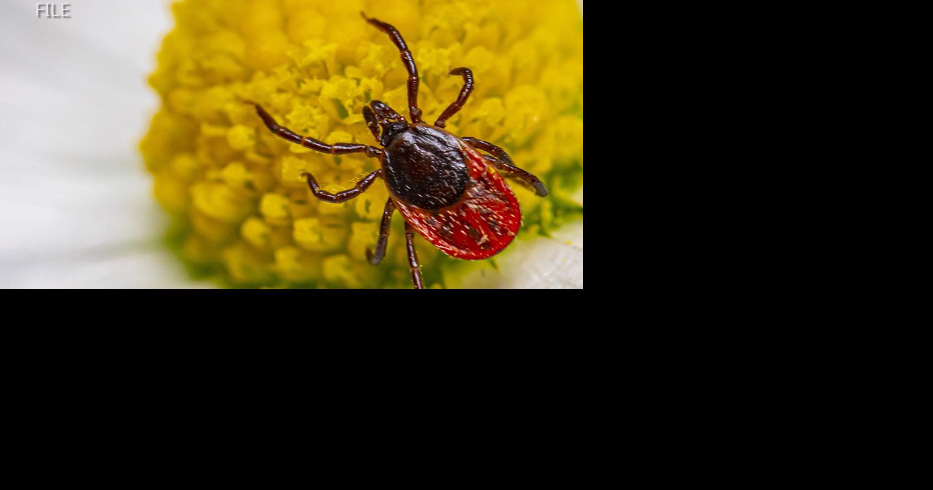 Tips For Checking Ticks Local News