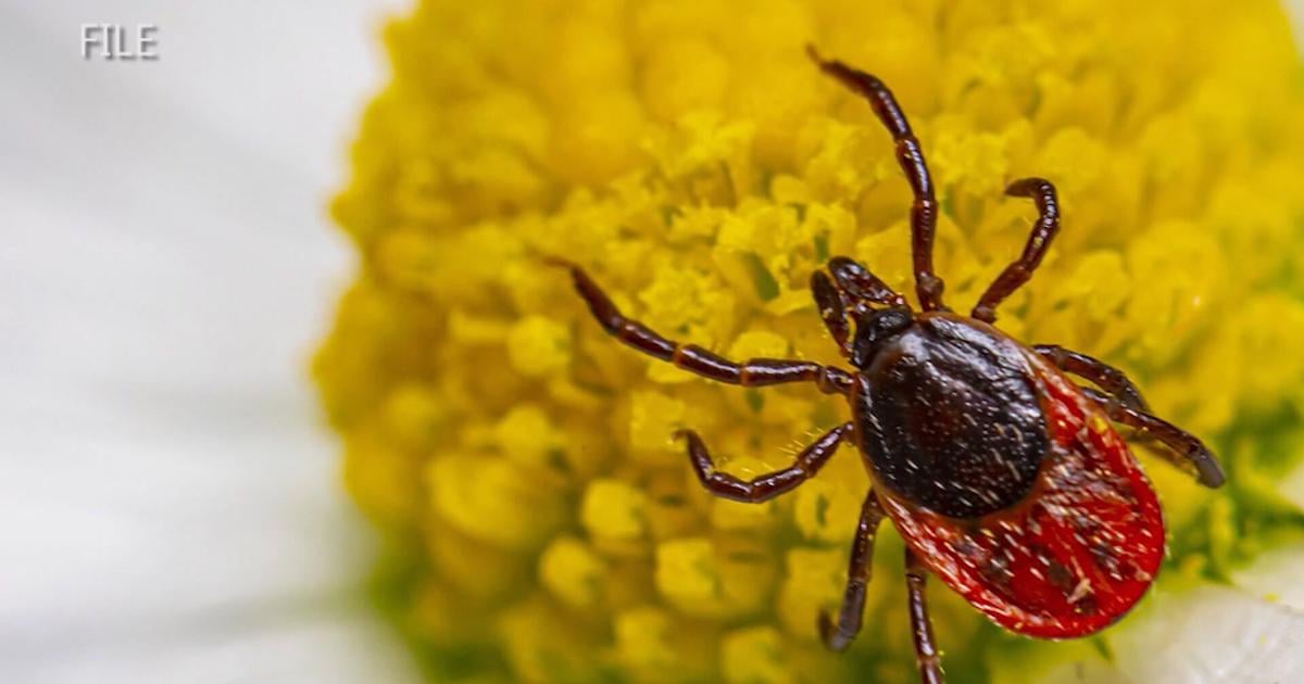 Tips For Checking Ticks Local News