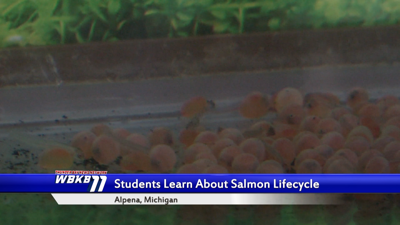 5th grade students raising king salmon eggs at Besser Elementary ...
