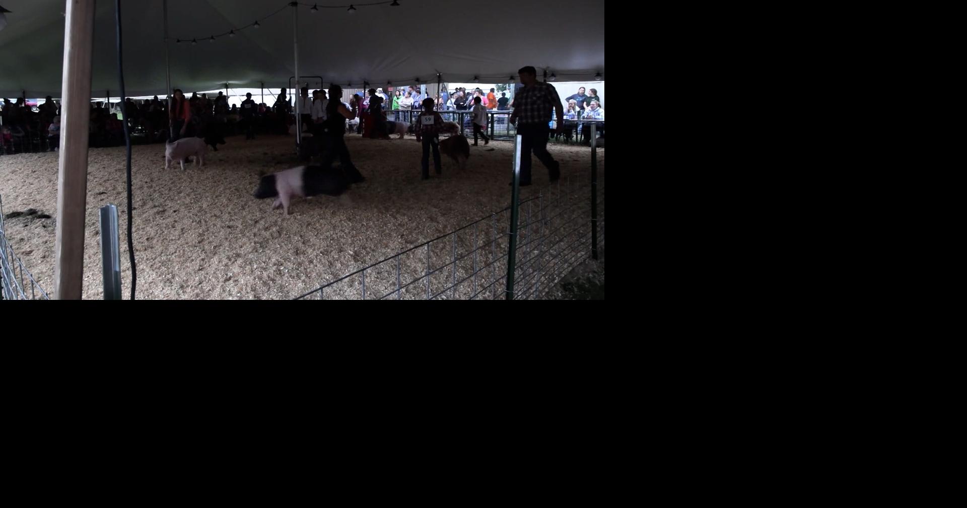 Hog Show at the Alpena County Fair | Local News | wbkb11.com
