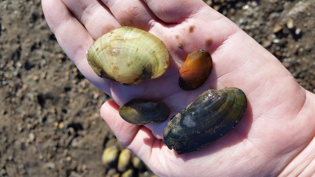 Hawkeye Community College reports weekly COVID-19 cases