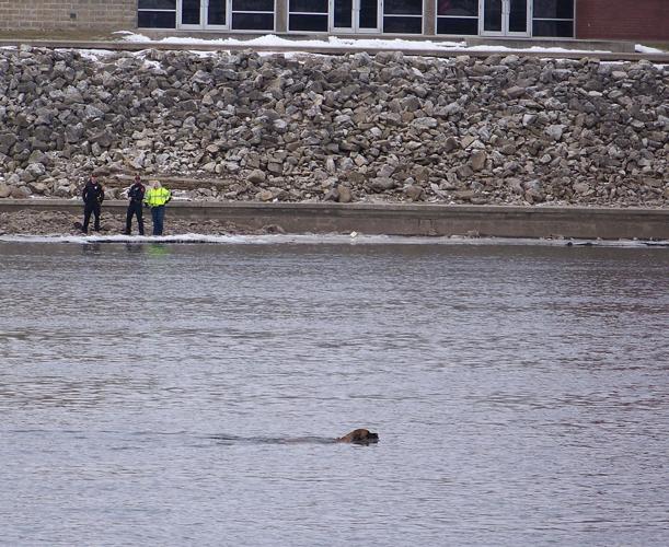 VIDEO: Fishermen rescue dog from frigid river