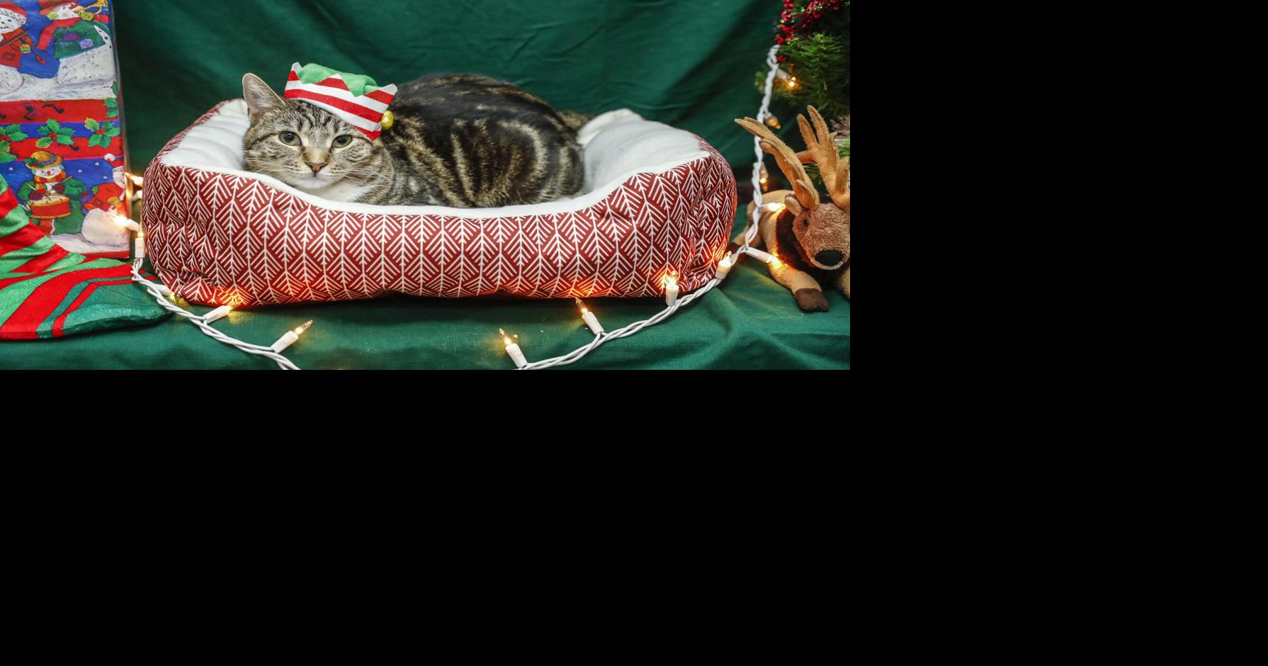 Merry 12 Cats of Christmas!