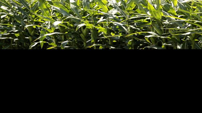 Withered crops soak up new rainfall | Business - Local News ...