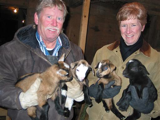 Iowa couple surprised by quadruplet fainter goats