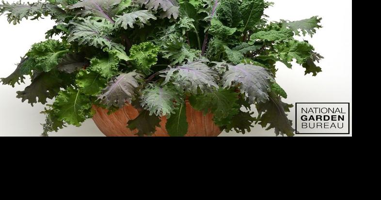 All hail three kale varieties grown for taste, beauty