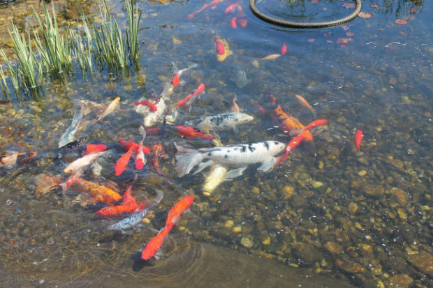 Pond culture: Soak up atmosphere on tour of area water gardens