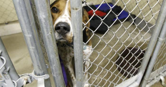 More questions than answers on Waterloo dog law proposal