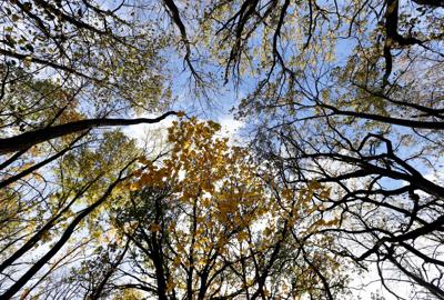 Waterloo named a Tree City for the 40th year