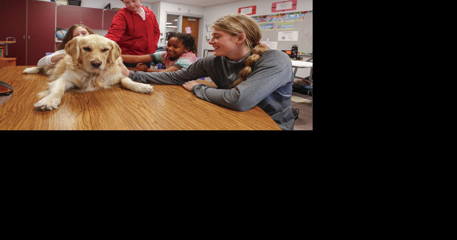 Friendly therapy dog Louie calms students at Hudson Schools