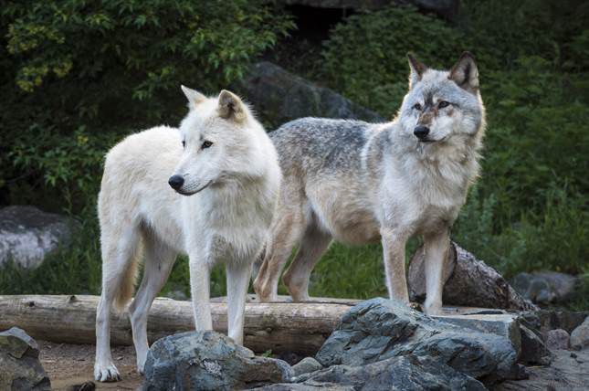 Wolf center tour planned for fall