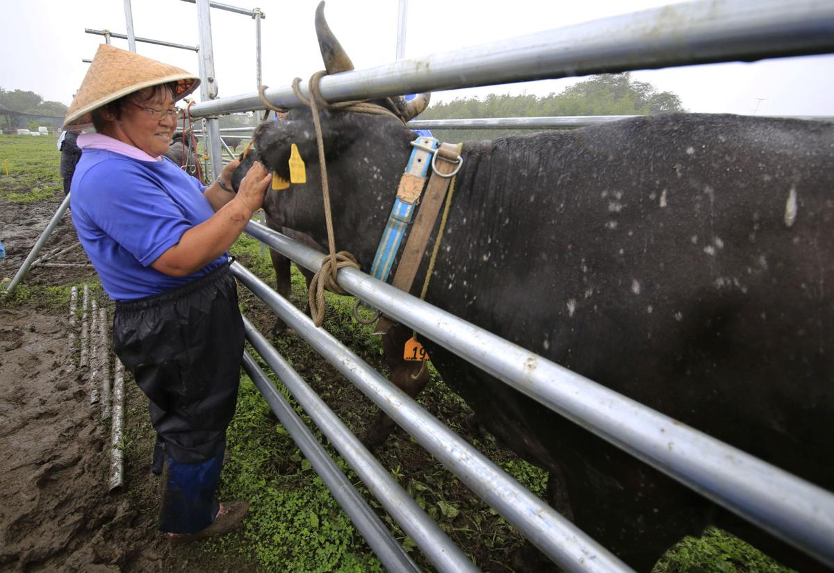 Photos: The radioactive cows of Fukushima | Science News | wcfcourier.com