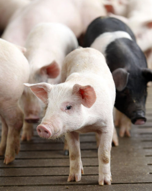 Pork producers fight their way through PED virus outbreak