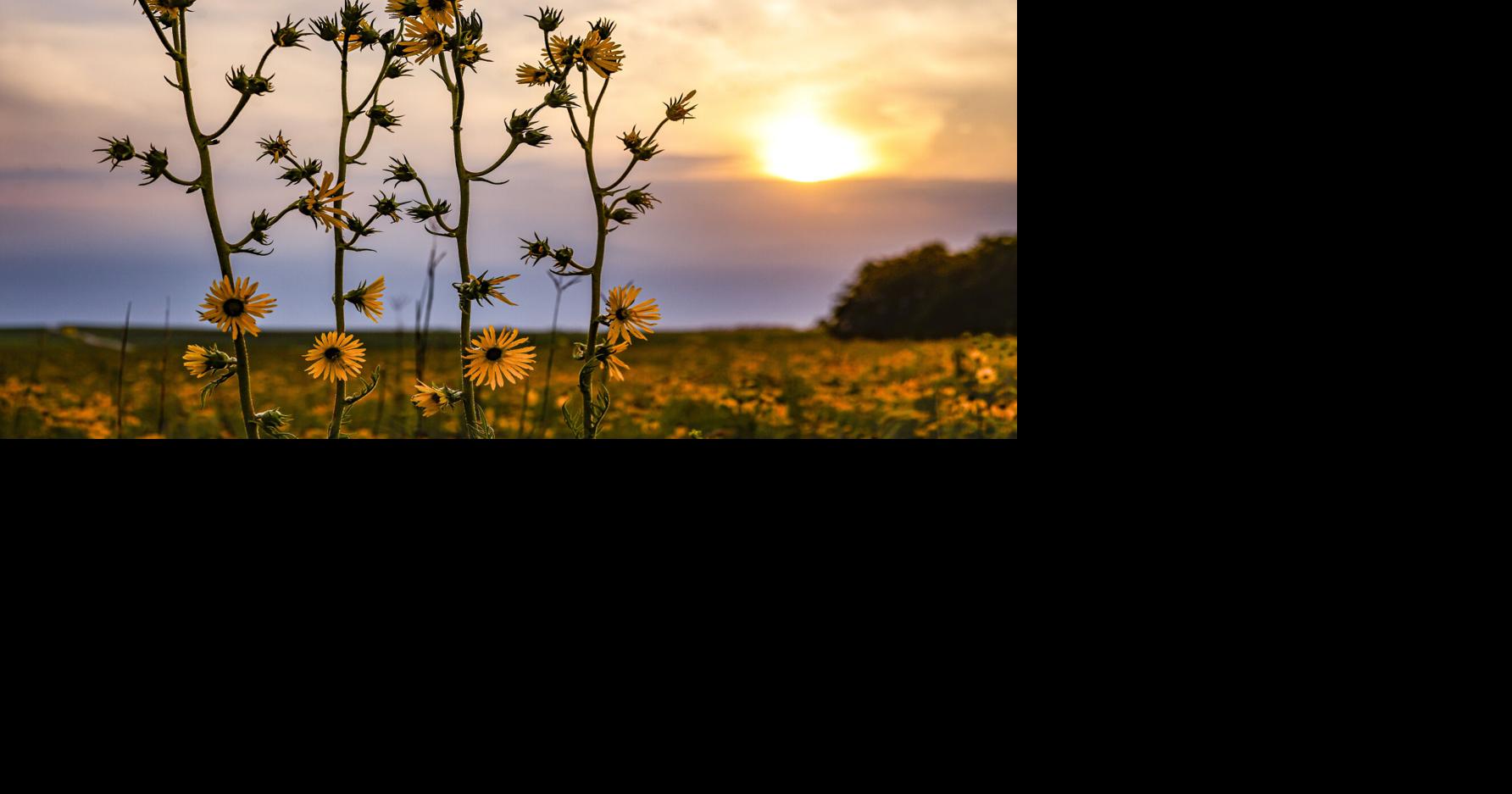 Prairie restoration projects thrive in the Cedar Valley