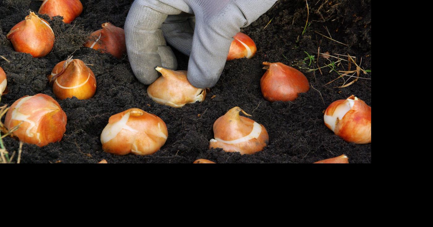 Easy-peasy trench planting makes quick work of bulb planting in large areas