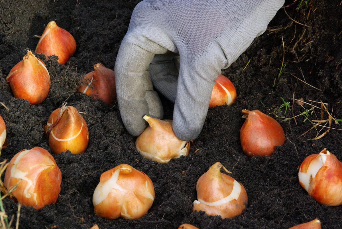 Easy-peasy trench planting makes quick work of bulb planting in large areas