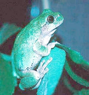 Tiny tree frogs invade Dumont home