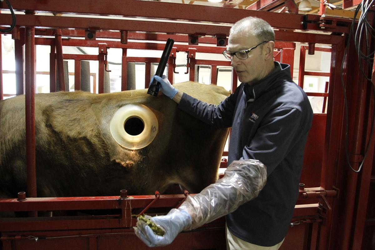 Fistula gives Hawkeye ag students porthole into steer's digestive ...