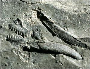 Scientists find unique fossils near Decorah