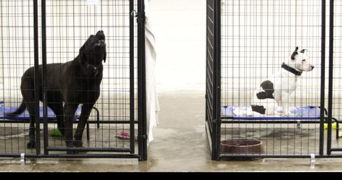 Waterloo animal control debate gets nasty