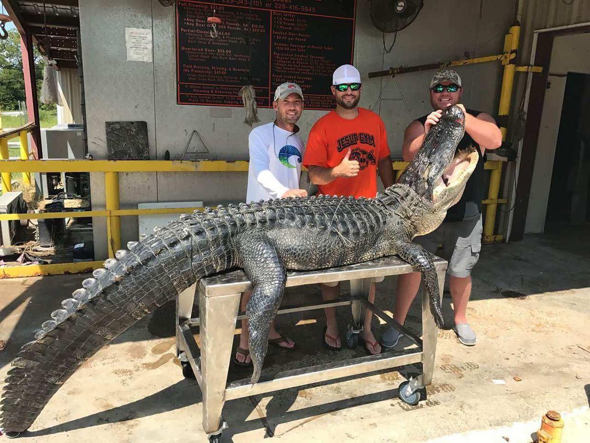 Charles City man reels in nearly 500-pound gator | Local News ...