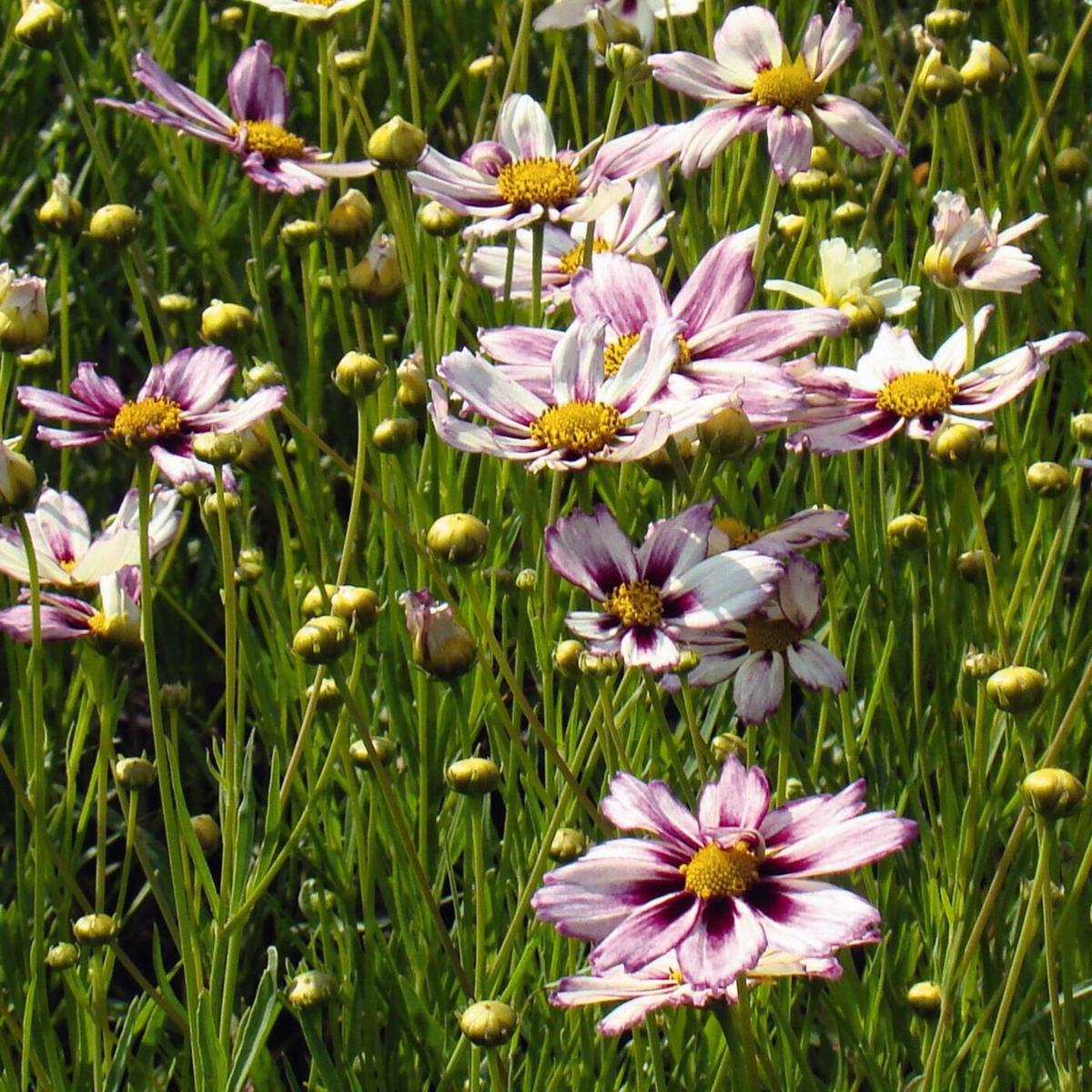 Cheerful, versatile coreopsis gets its moment in the sun | Lifestyles ...