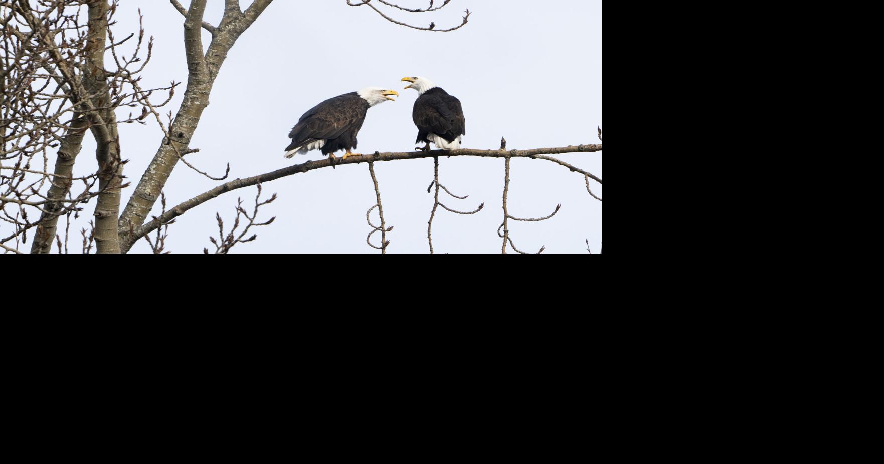 AMY LOCKARD: Taking inspiration from (The) Eagles